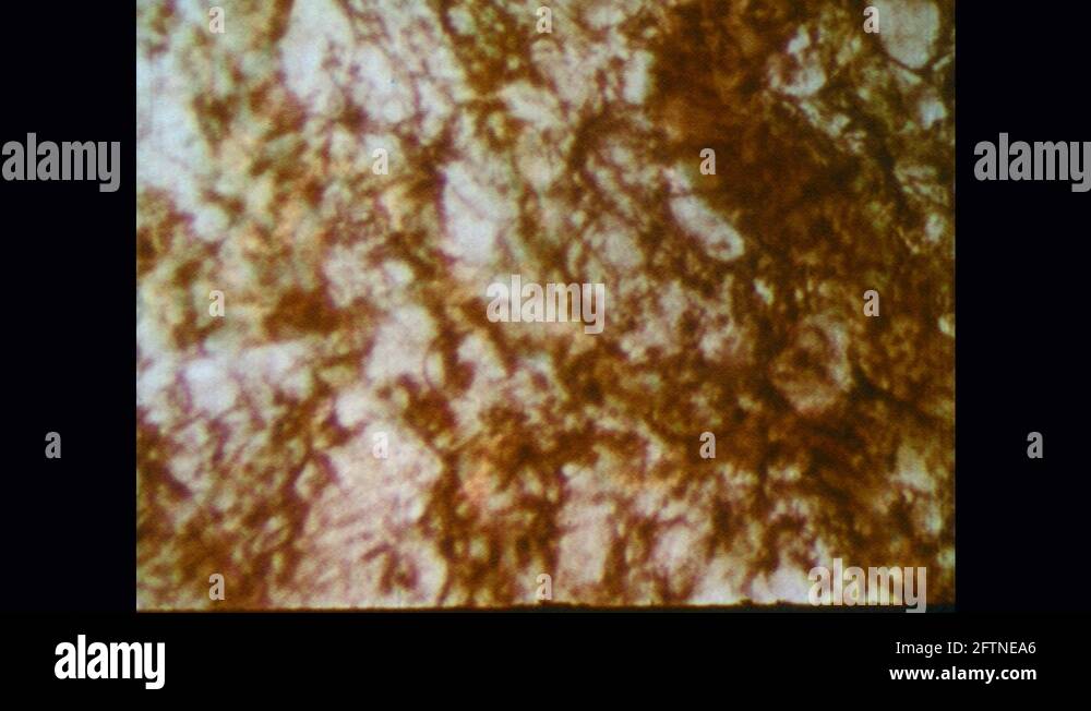 1960s: Microscopic Slide Showing Flow. Students Dissect Moving Parts of ...