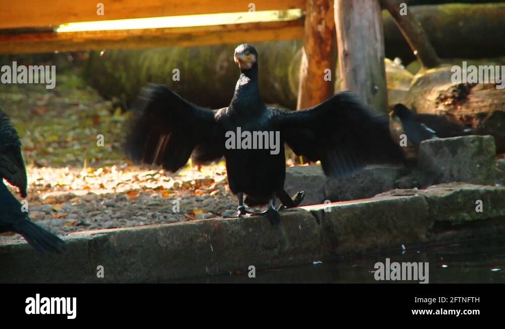 Funny bird Stock Videos & Footage - HD and 4K Video Clips - Alamy