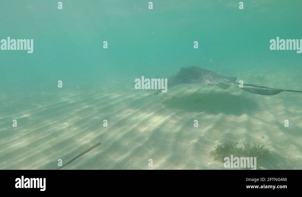 Swimming stingray Stock Videos & Footage - HD and 4K Video Clips - Alamy