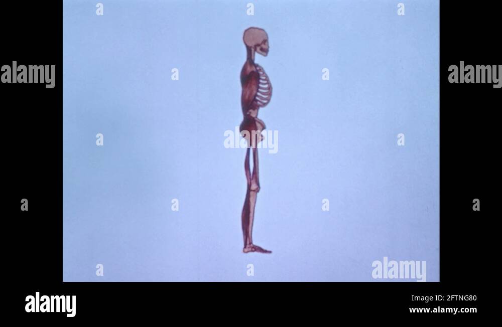 Posture anatomical Stock Videos & Footage - HD and 4K Video Clips - Alamy