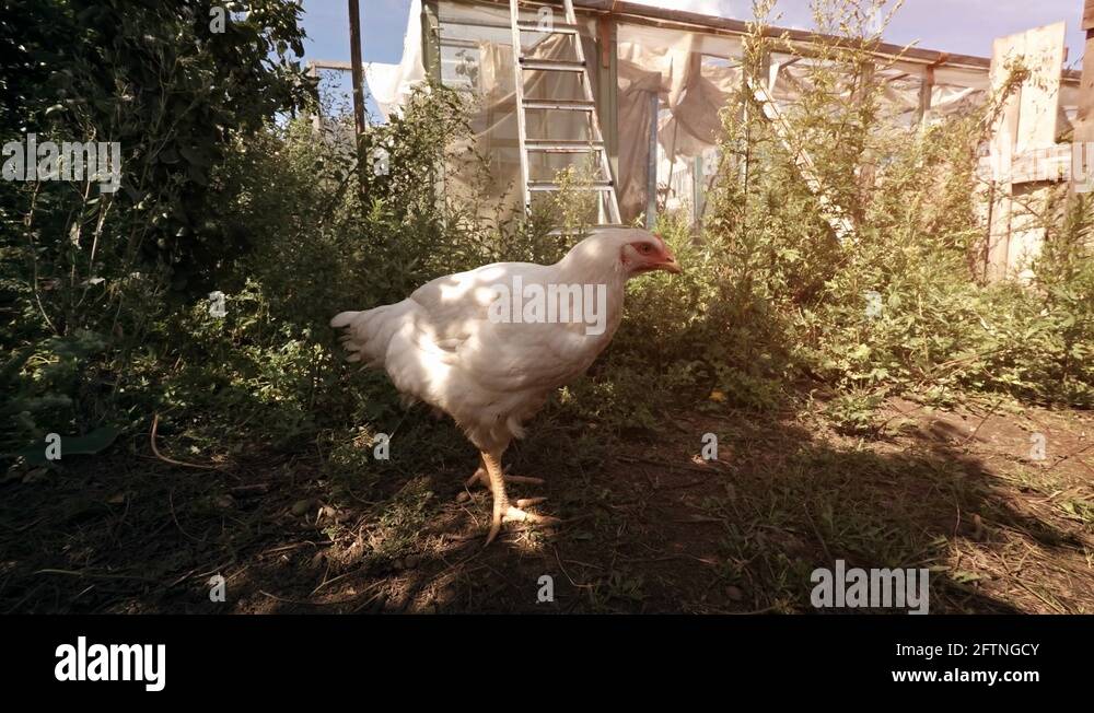 Greenhouse shade garden Stock Videos & Footage - HD and 4K Video Clips ...