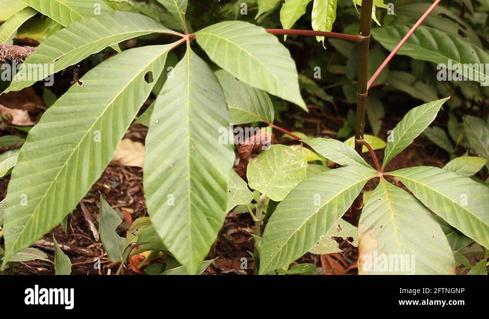 Young Cecropia tree growing in a rainforest clearing Stock Video ...