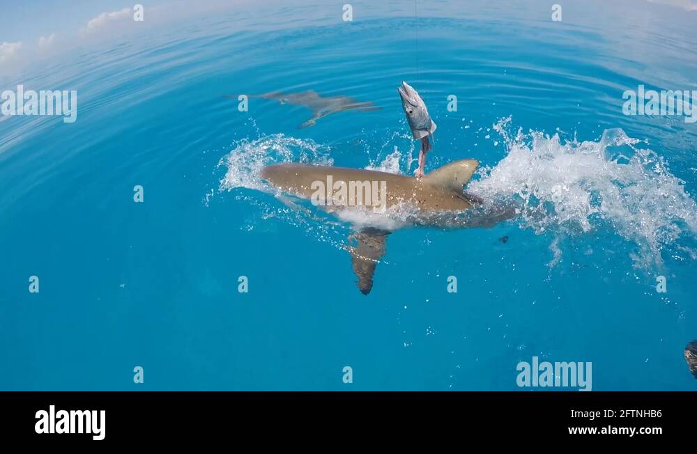Sharks bite Stock Videos & Footage - HD and 4K Video Clips - Alamy