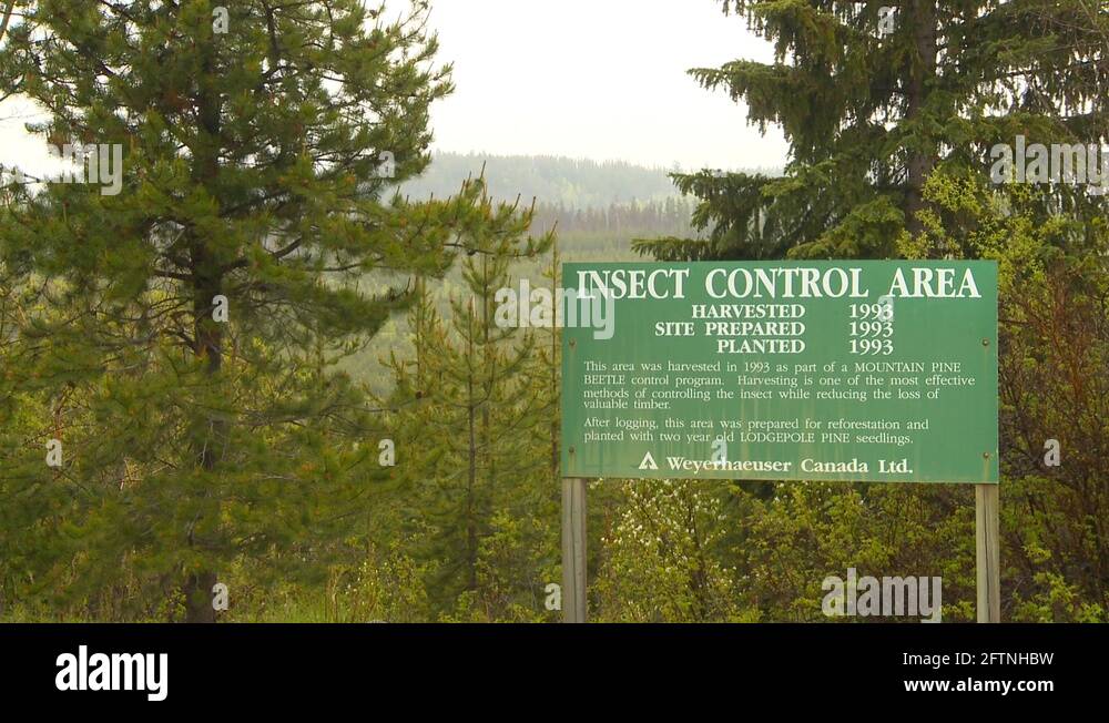 Needle forest area Stock Videos & Footage - HD and 4K Video Clips - Alamy