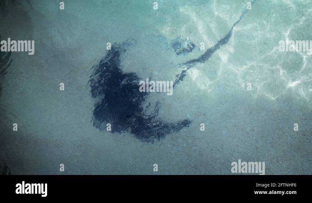 Scary stingray Stock Videos & Footage - HD and 4K Video Clips - Alamy