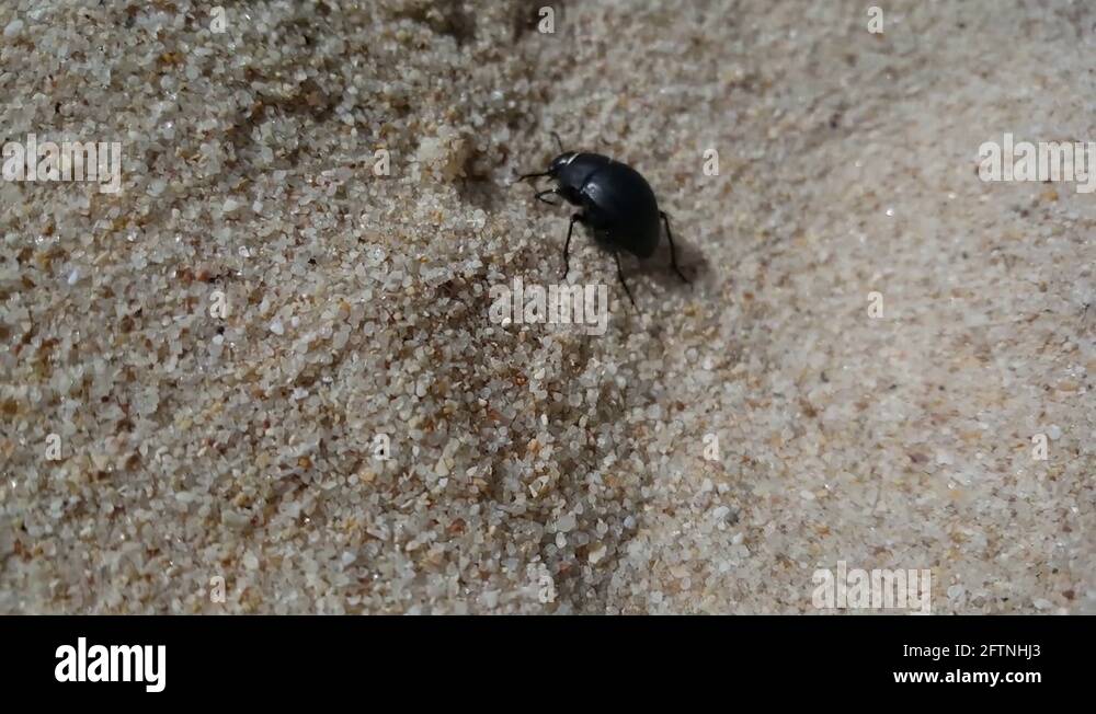 Sand beetle beetle Stock Videos & Footage - HD and 4K Video Clips - Alamy