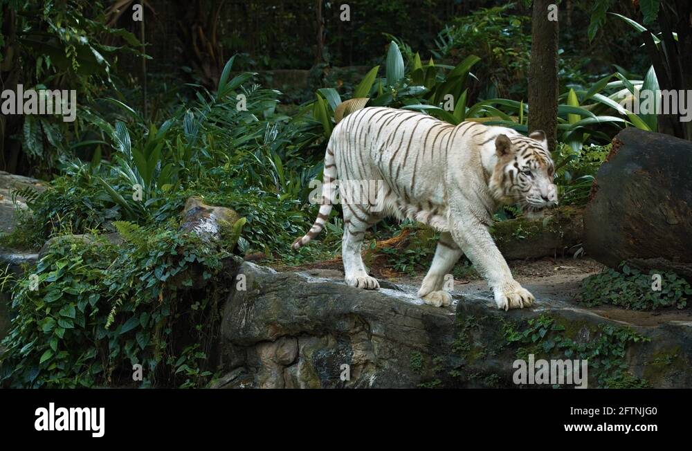 Rare white tiger Stock Videos & Footage - HD and 4K Video Clips - Alamy