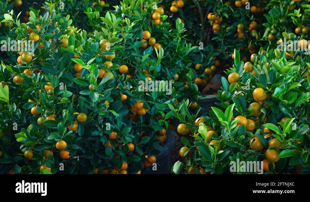 Chinese pots Stock Videos & Footage - HD and 4K Video Clips - Alamy