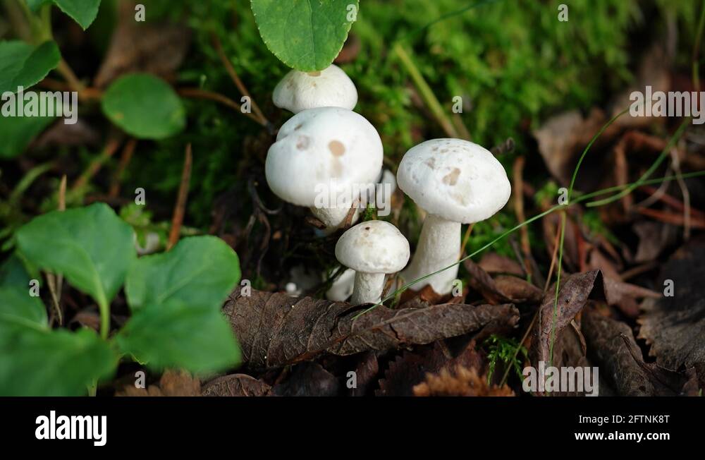 Mushrooms cluster Stock Videos & Footage - HD and 4K Video Clips - Alamy