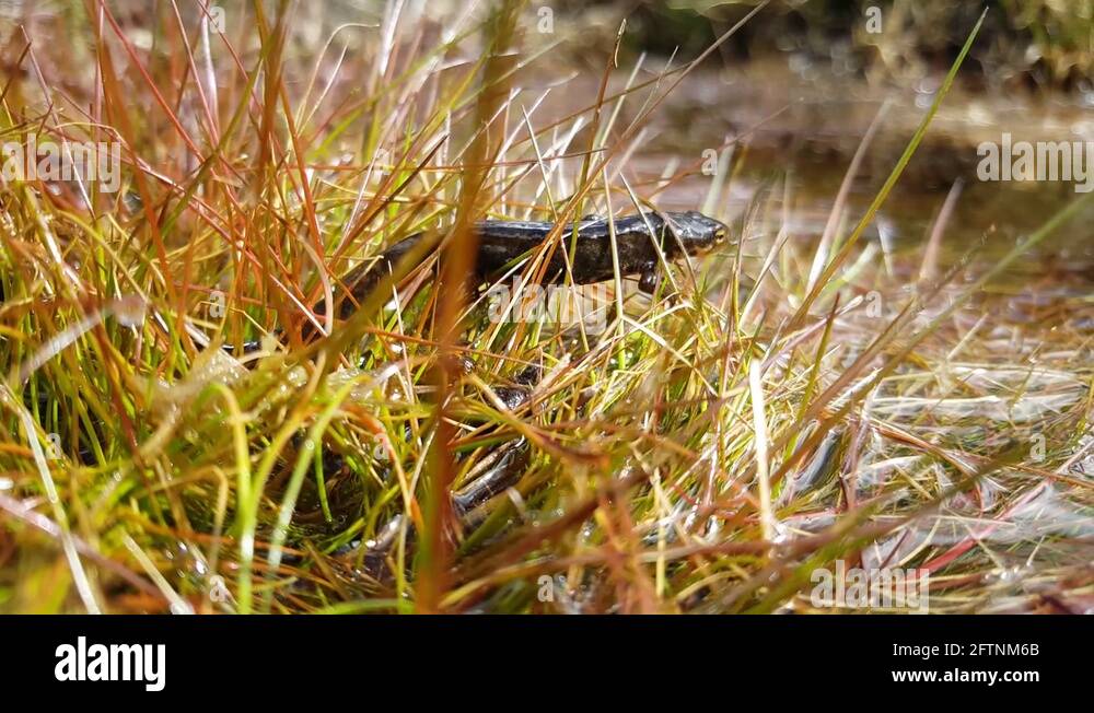 Salamander pond Stock Videos & Footage - HD and 4K Video Clips - Alamy
