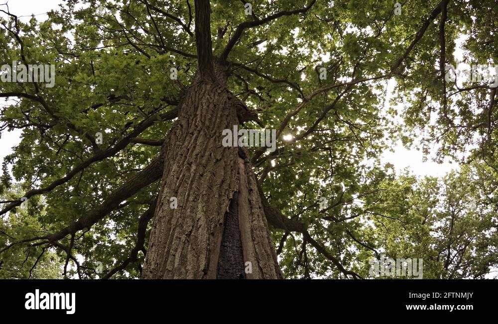 Oak tree damage Stock Videos & Footage - HD and 4K Video Clips - Alamy
