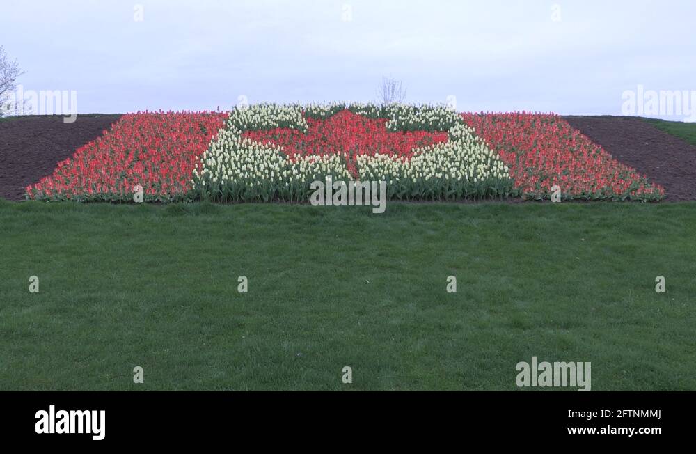 Canada flag flowers Stock Videos & Footage - HD and 4K Video Clips - Alamy