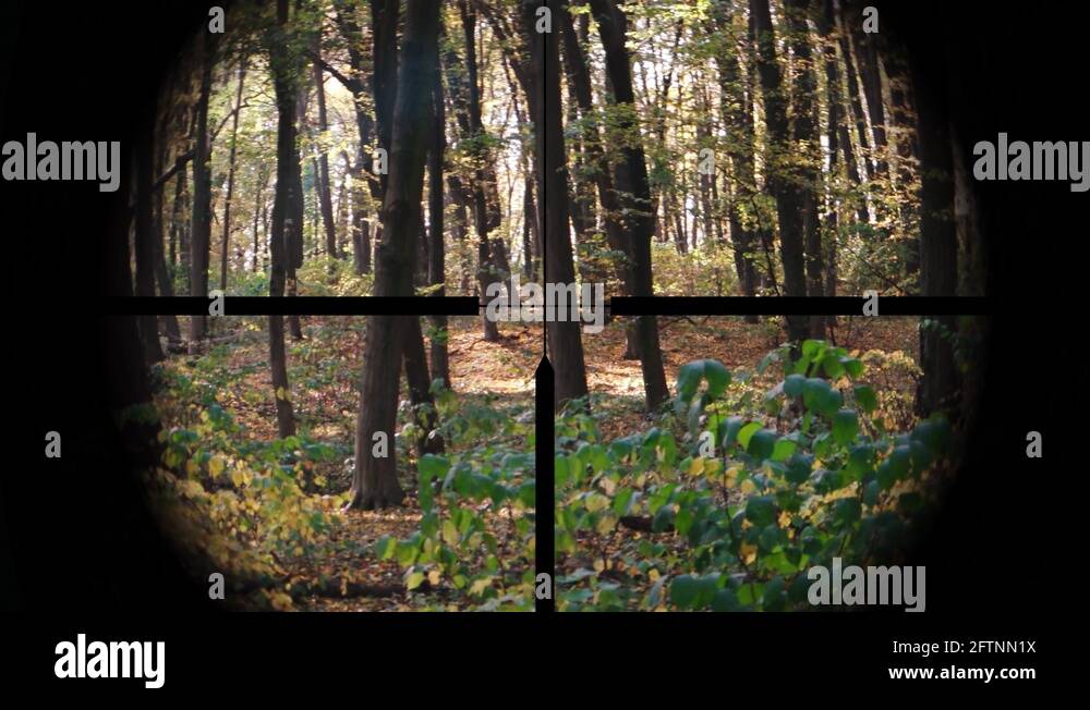 Targeting Scope Perspective of Deciduous, Temperate Forest Stock Video ...