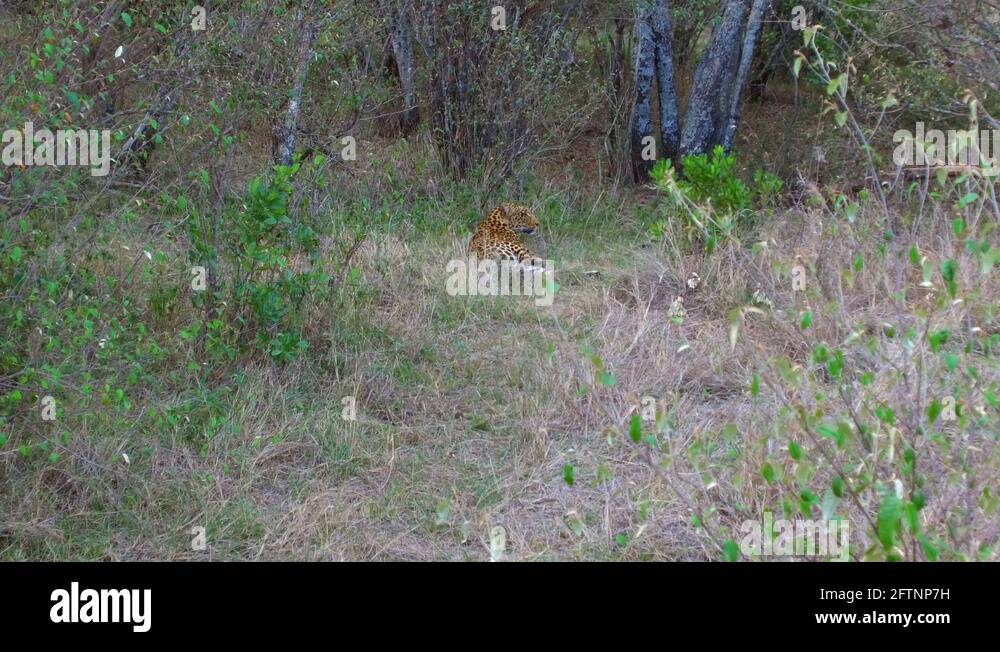 leopard lying under tree in savanna at africa Stock Video Footage - Alamy