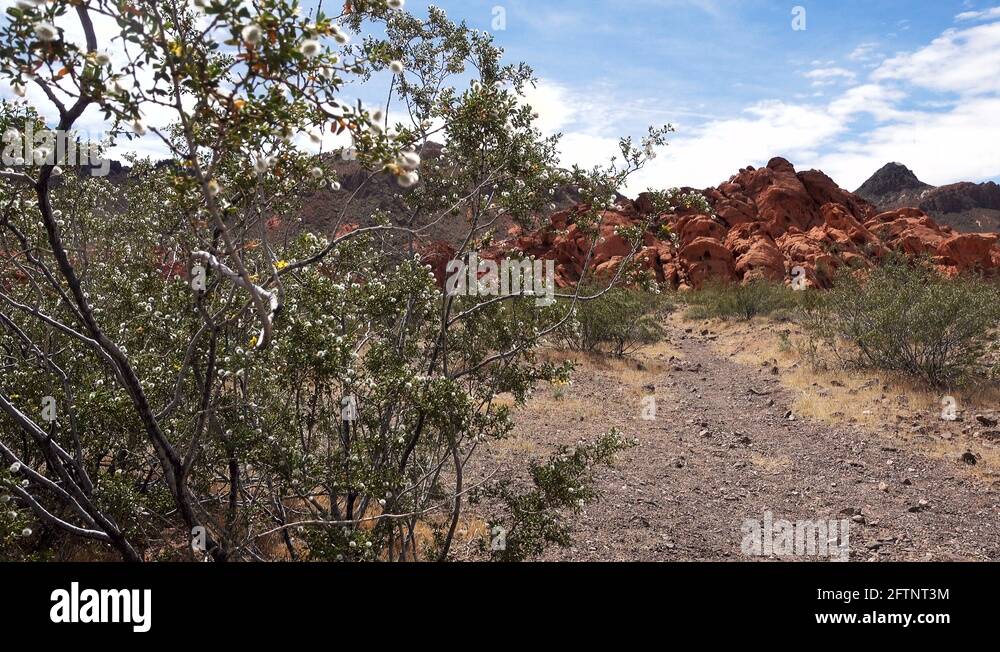 Desert bush in nevada Stock Videos & Footage - HD and 4K Video Clips - Alamy
