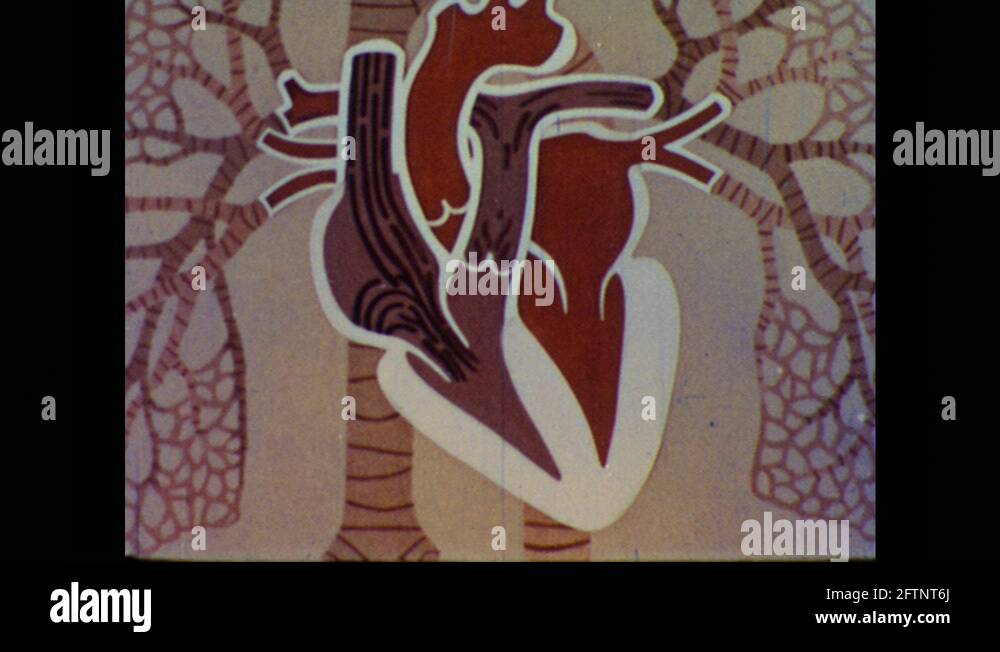 1960s: animation of valves as they open and close with blood flow in ...