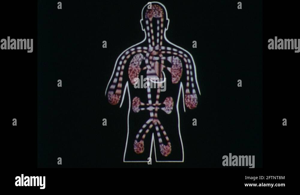 1970s: animation of organs inside human body. Animation of blood flow ...