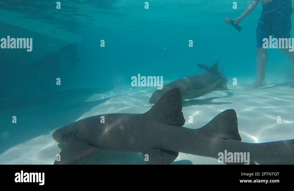 Hide boat Stock Videos & Footage - HD and 4K Video Clips - Alamy