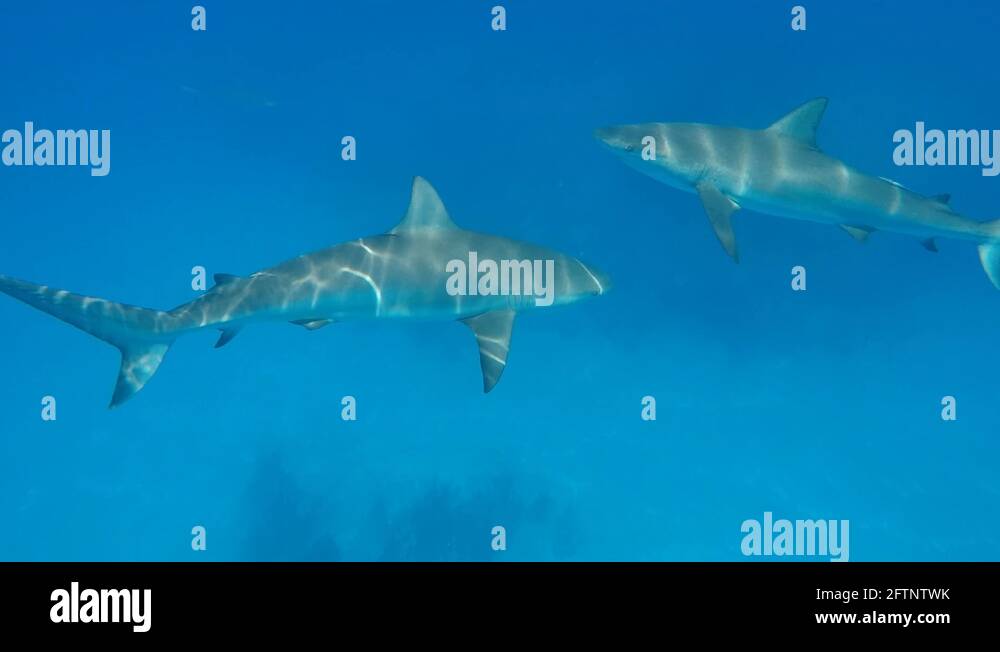 Close encounter with sharks Stock Videos & Footage - HD and 4K Video ...