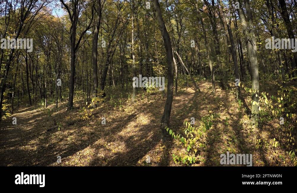 Deciduous wilderness Stock Videos & Footage - HD and 4K Video Clips - Alamy