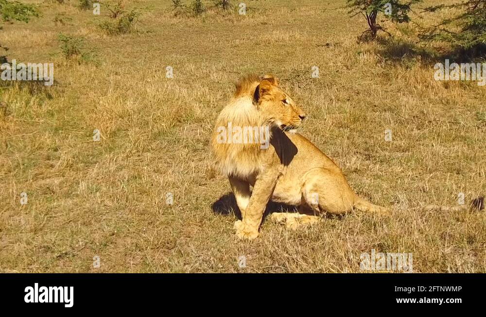 young lion hunting in savanna at africa Stock Video Footage - Alamy