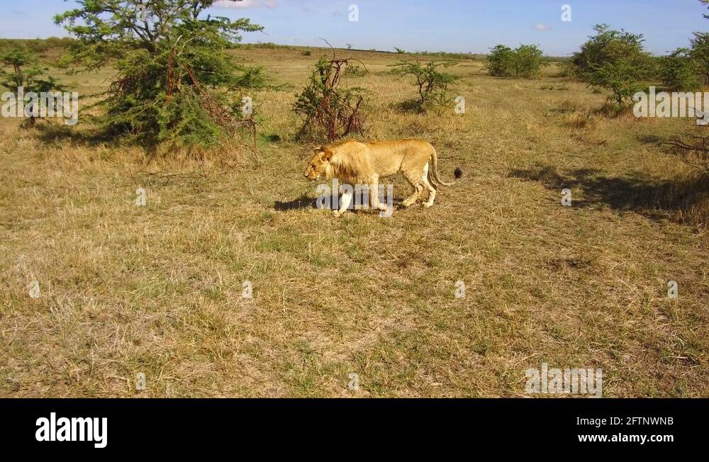young lion hunting in savanna at africa Stock Video Footage - Alamy