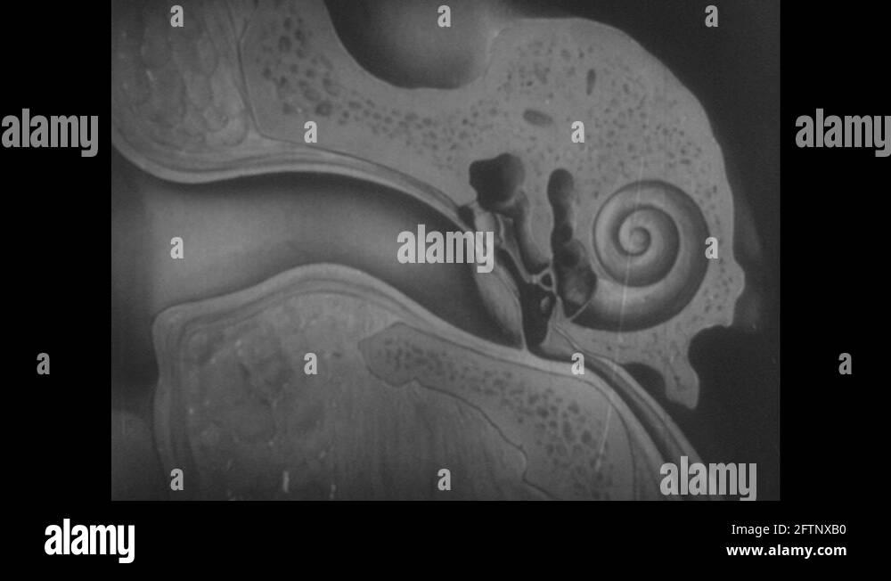 Ear structure Stock Videos & Footage - HD and 4K Video Clips - Alamy