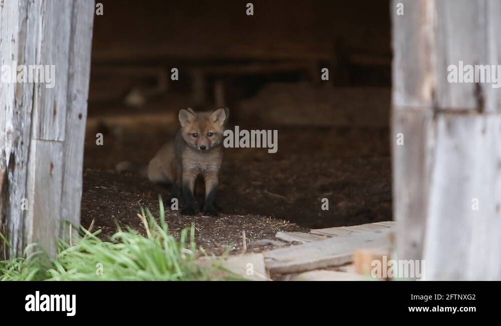Red fox pups Stock Videos & Footage - HD and 4K Video Clips - Alamy