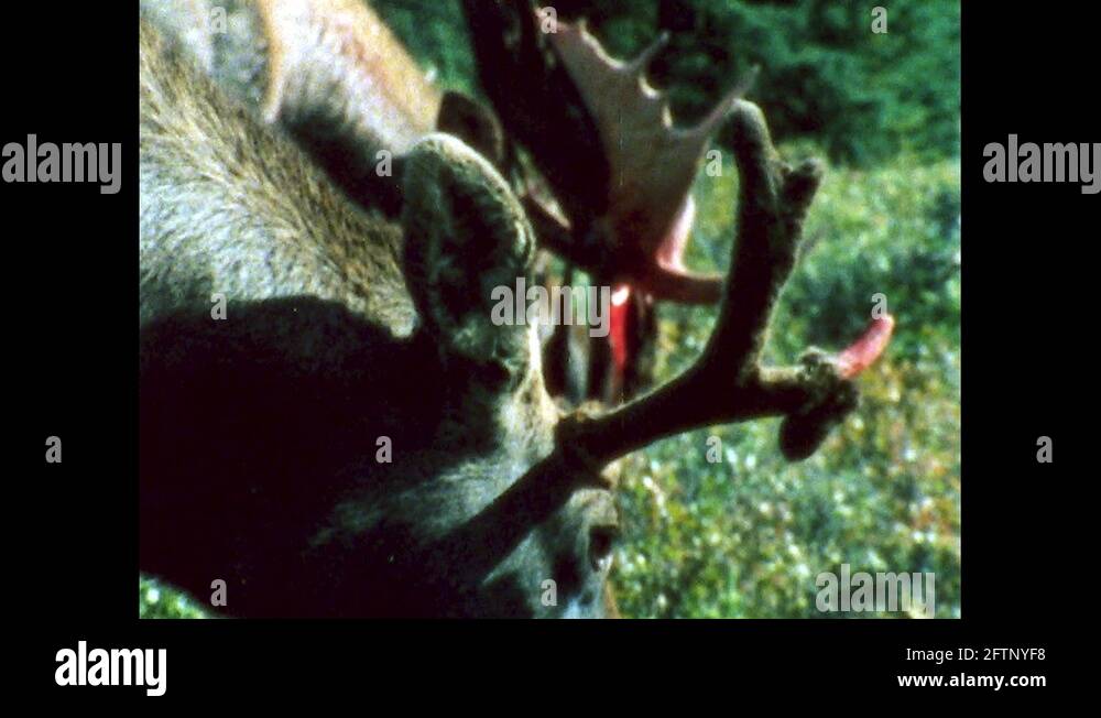 Alaskan bull moose Stock Videos & Footage - HD and 4K Video Clips - Alamy