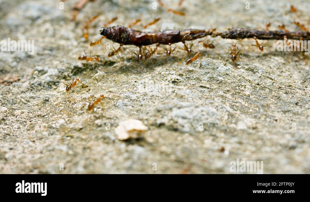 Dead earthworm Stock Videos & Footage - HD and 4K Video Clips - Alamy