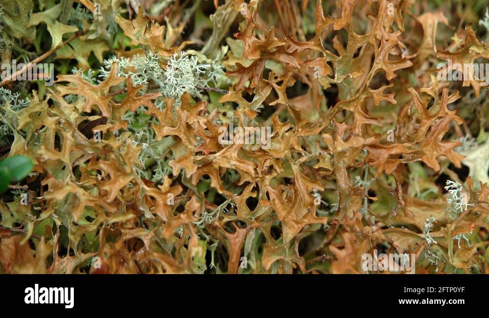 Lichen types Stock Videos & Footage - HD and 4K Video Clips - Alamy