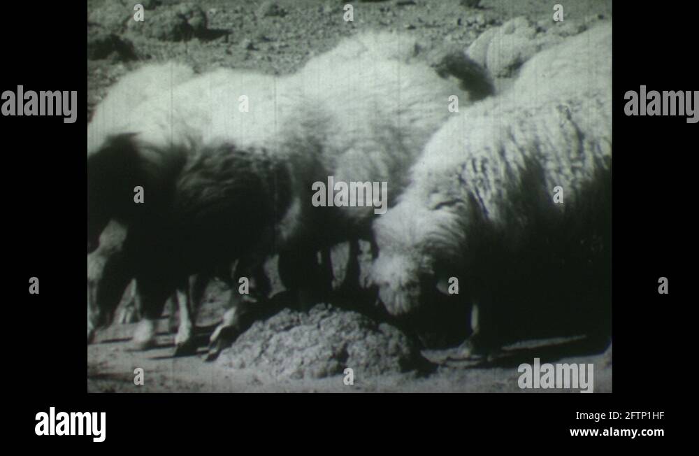 Nomad father and son Stock Videos & Footage - HD and 4K Video Clips - Alamy