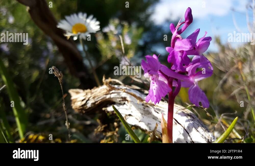Das flower Stock Videos & Footage - HD and 4K Video Clips - Alamy