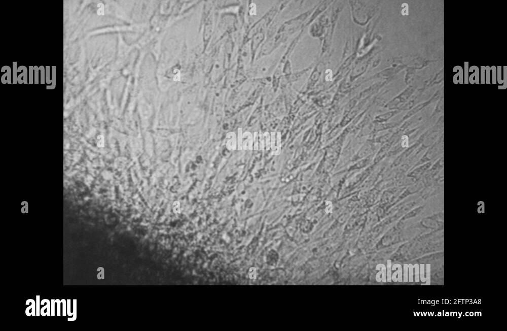 Microscopic slide Stock Videos & Footage - HD and 4K Video Clips - Alamy