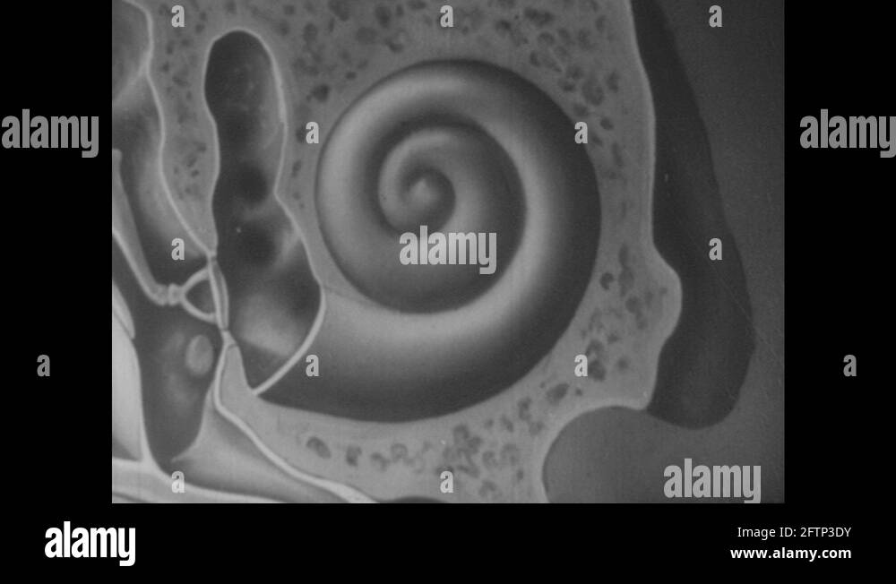 Shell inside structure Stock Videos & Footage - HD and 4K Video Clips ...