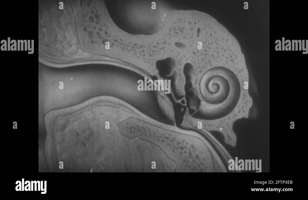 UNITED STATES, 1930s: Close up diagram showing the external ear, shell ...