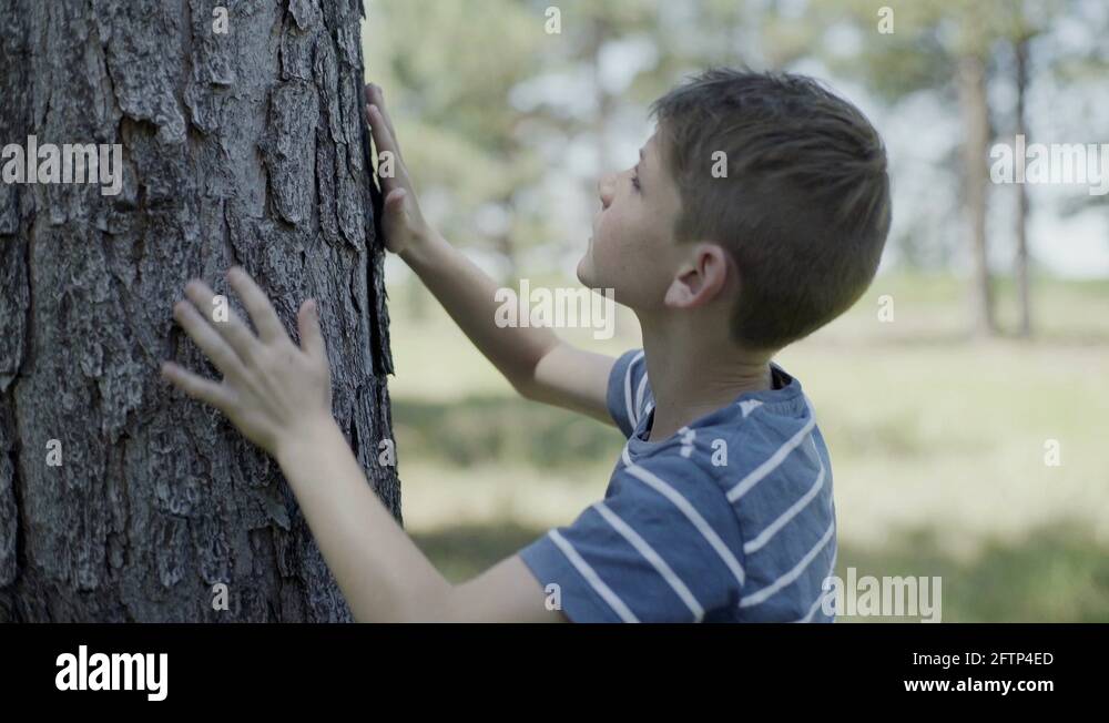 Boy touching tree Stock Videos & Footage - HD and 4K Video Clips - Alamy