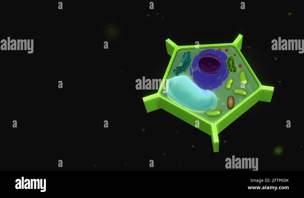 Eukaryotic plant cell Stock Videos & Footage - HD and 4K Video Clips ...