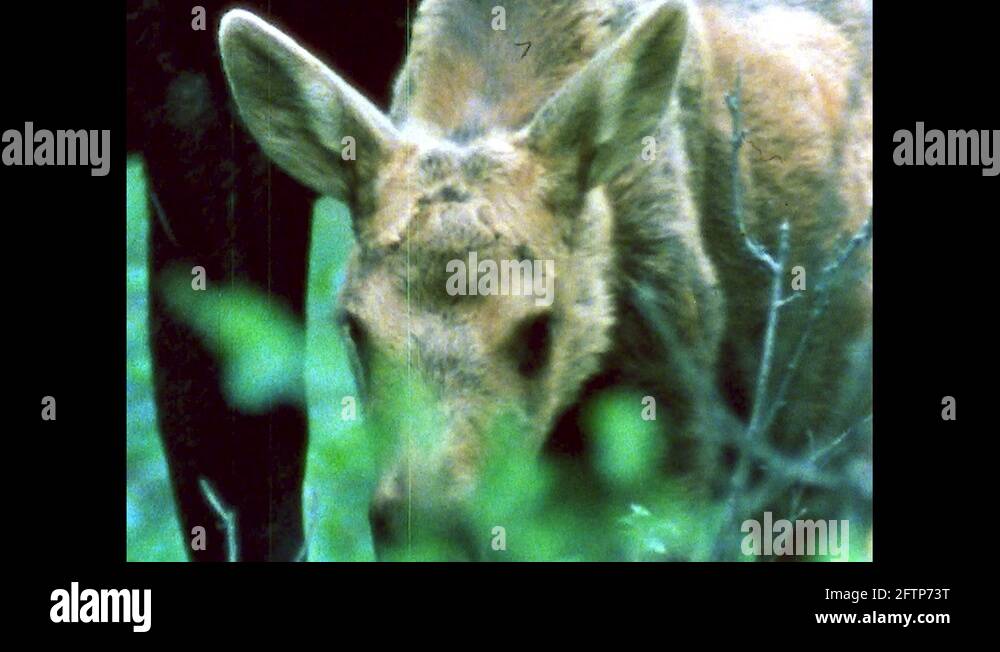 Moose face up close Stock Videos & Footage - HD and 4K Video Clips - Alamy