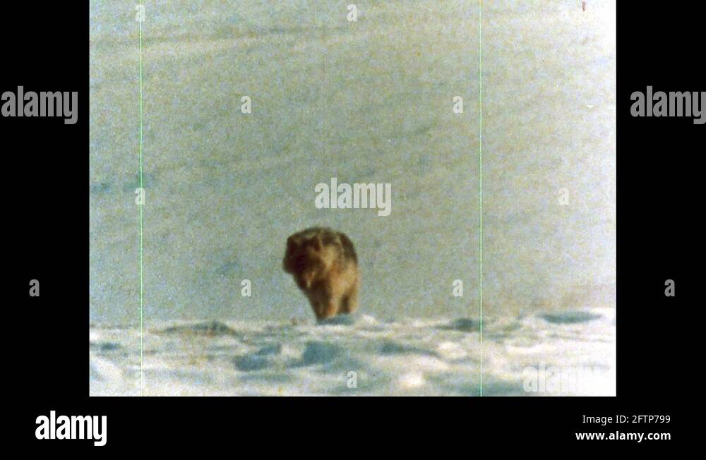 Caribou predator Stock Videos & Footage - HD and 4K Video Clips - Alamy