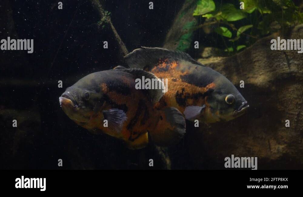 Two black fish with a gold pattern, close-up Stock Video Footage - Alamy