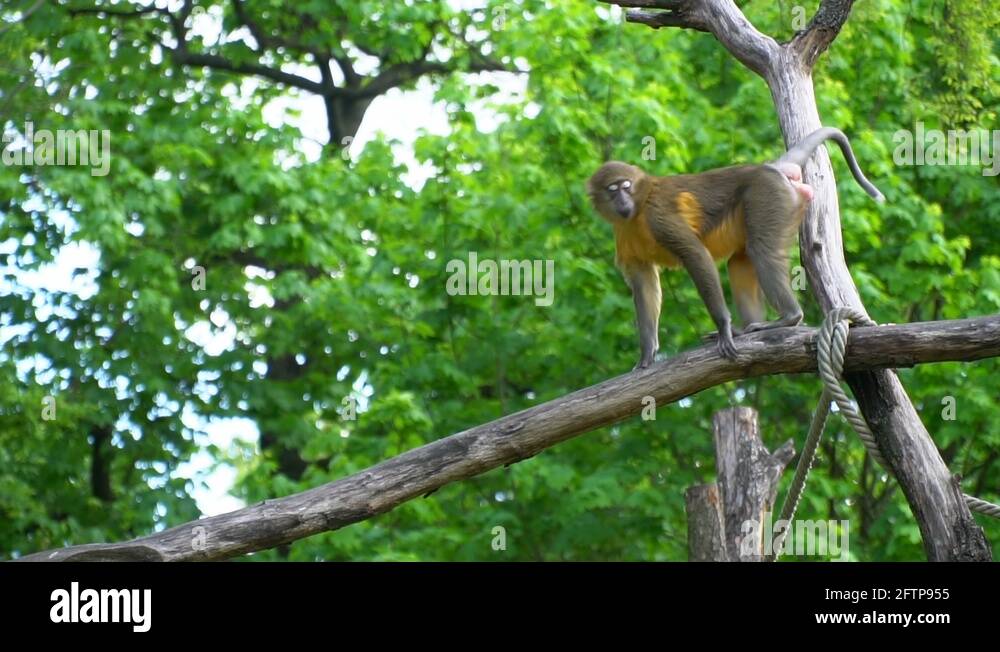 Rainforest aviary Stock Videos & Footage - HD and 4K Video Clips - Alamy