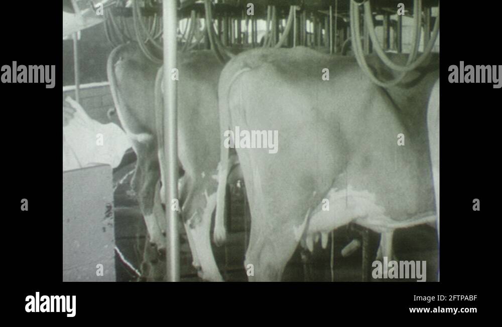 United States, 1940s: Cows on turntable being dried after milking ...