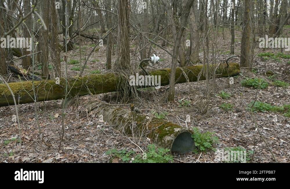 Red forest chernobyl Stock Videos & Footage - HD and 4K Video Clips - Alamy