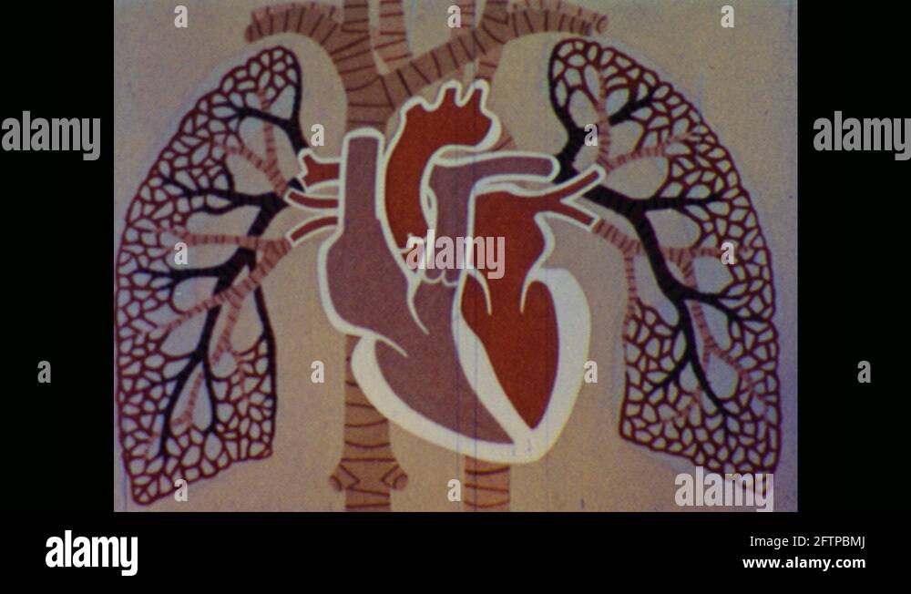 1960s: Oxygenated and deoxygenated blood flow between heart and lungs ...