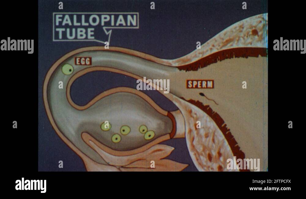 Female reproductive cycle Stock Videos & Footage - HD and 4K Video ...