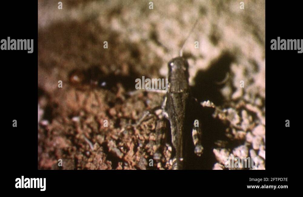 UNITED STATES, 1940s: Ants bite a cricket. Ants gather around a cricket ...