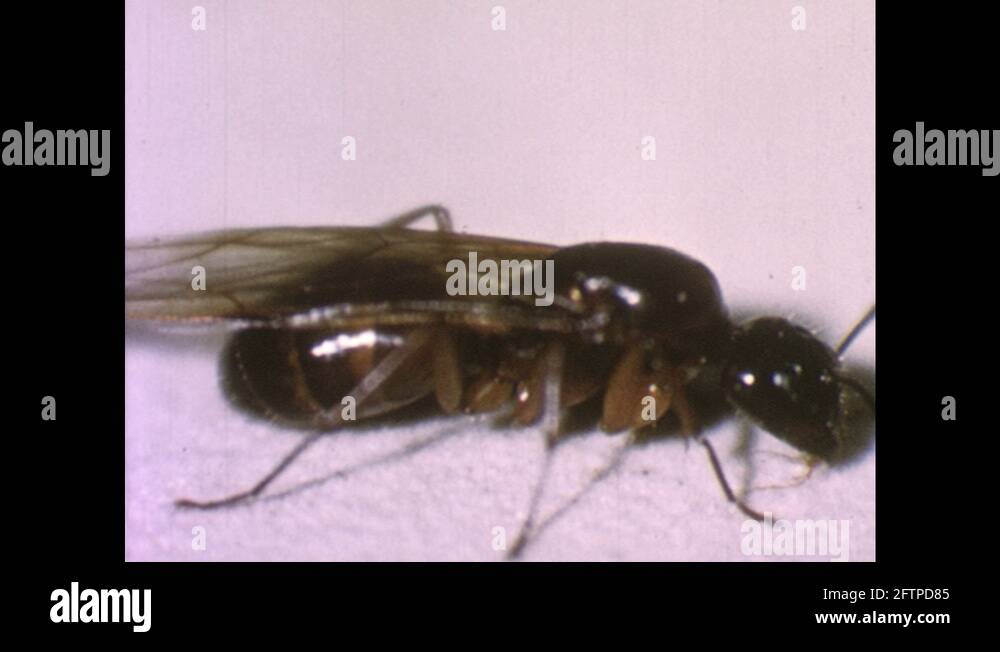 UNITED STATES, 1940s: View of winged ant from the side. Diagram of an ...
