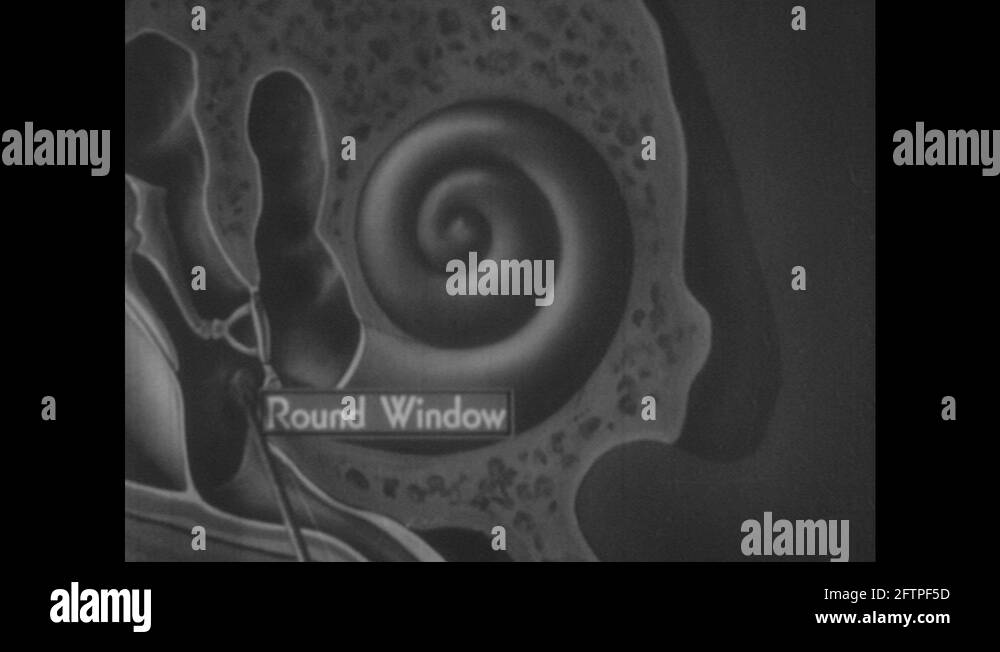 Ear anatomy diagram Stock Videos & Footage - HD and 4K Video Clips - Alamy