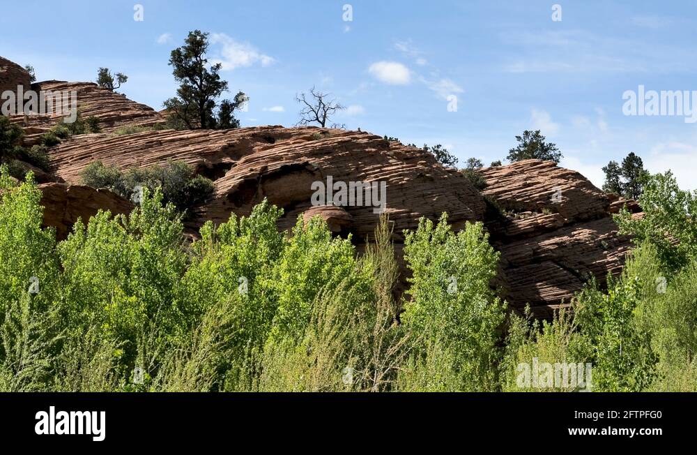 Sandstone trees Stock Videos & Footage - HD and 4K Video Clips - Alamy